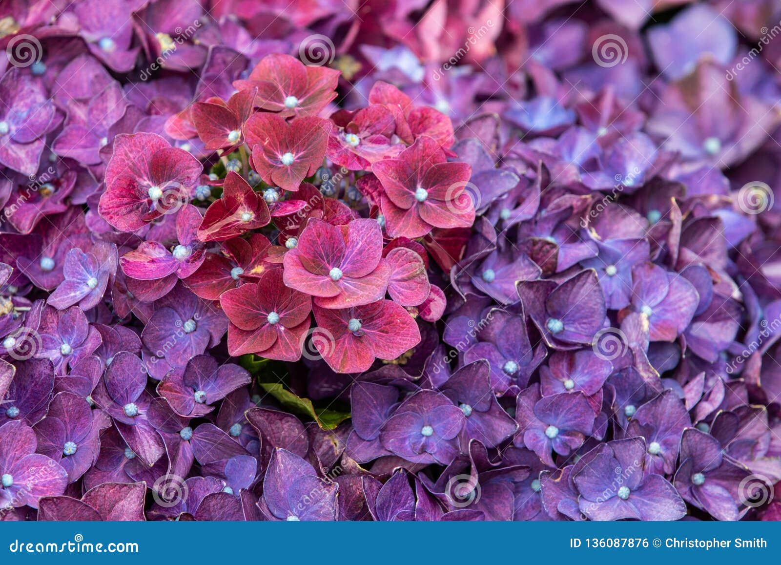 Hydrangea Deep Purple Variety Stock Photography | CartoonDealer.com ...