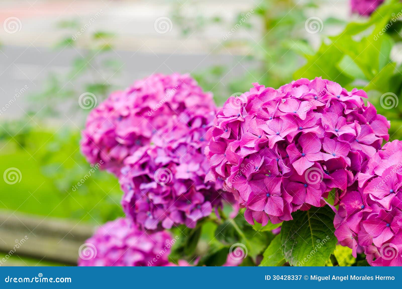 Hydrangea stock image. Image of gardening, lilac, shrub - 30428337
