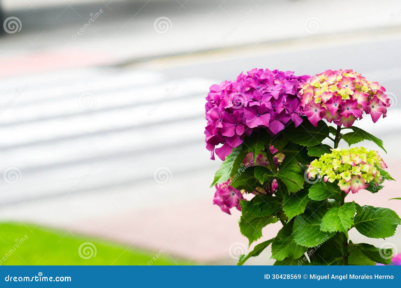 Hydrangea stock image. Image of summer, hydrangea, garden - 30428569