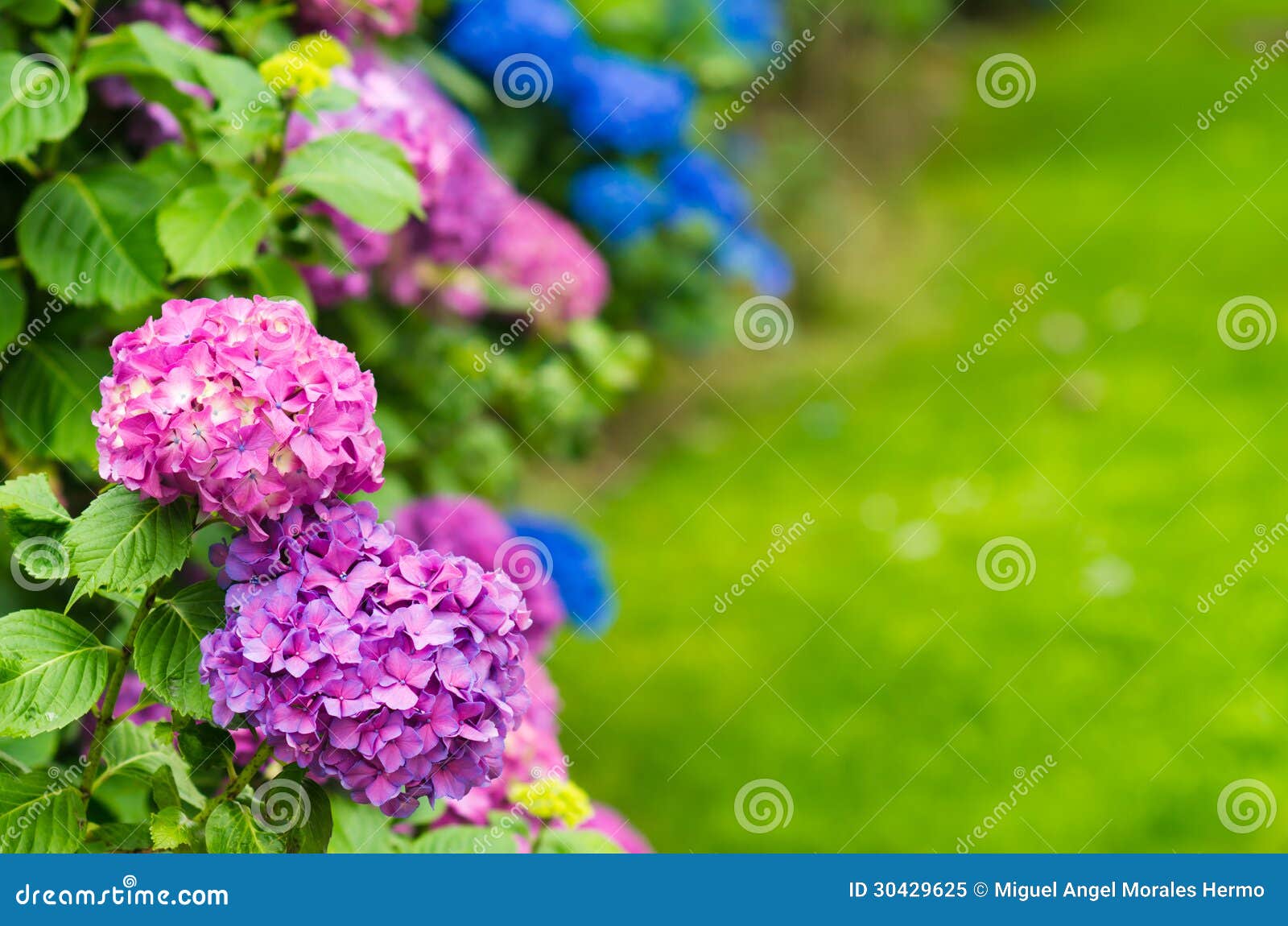 Hydrangea stock image. Image of garden, hortensia, nature - 30429625