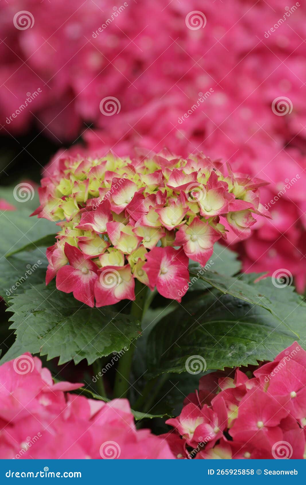 Hydrangea in Early Summer, Photos of Hydrangea in Spring Bloom Stock ...