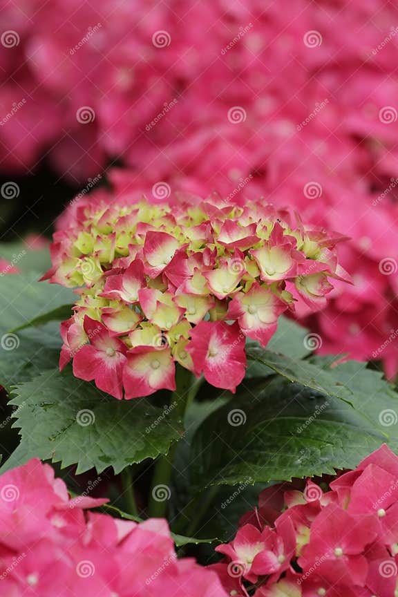 Hydrangea in Early Summer, Photos of Hydrangea in Spring Bloom Stock Photo - Image of vertical ...