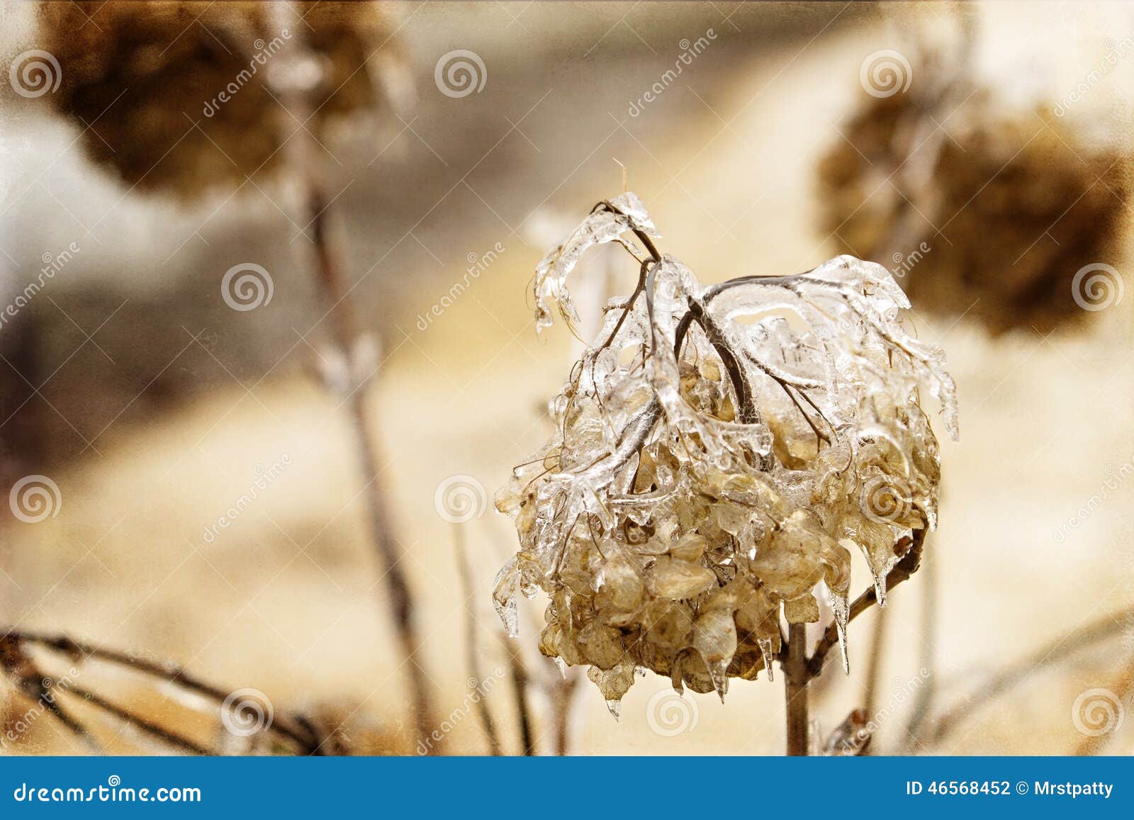Hydrangea Encased In Ice Royalty-Free Stock Image | CartoonDealer.com ...