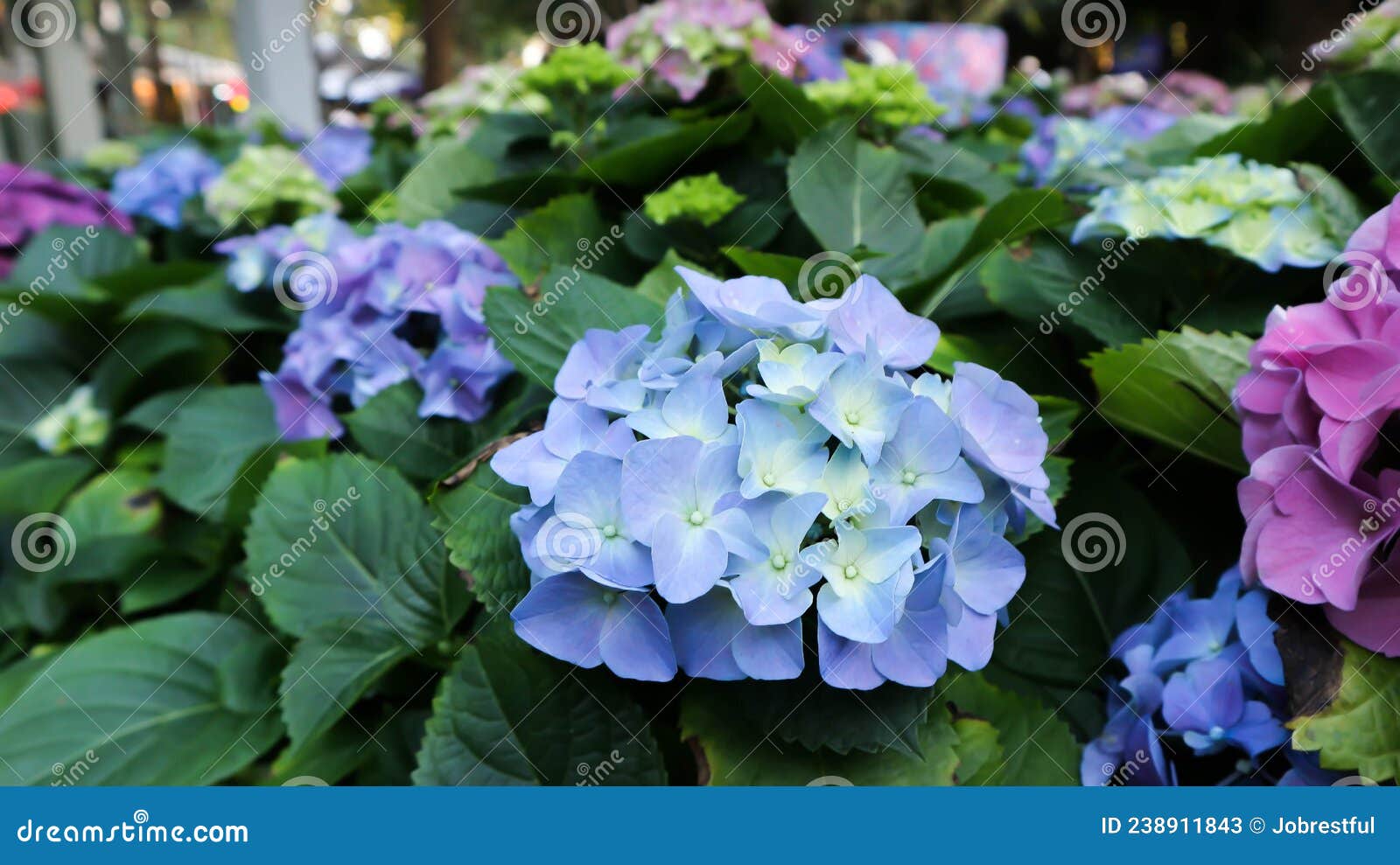 Hydrangea Fleurs Hydrangea Ou Macrophylla Ou Hydrangeaceae Image stock ...