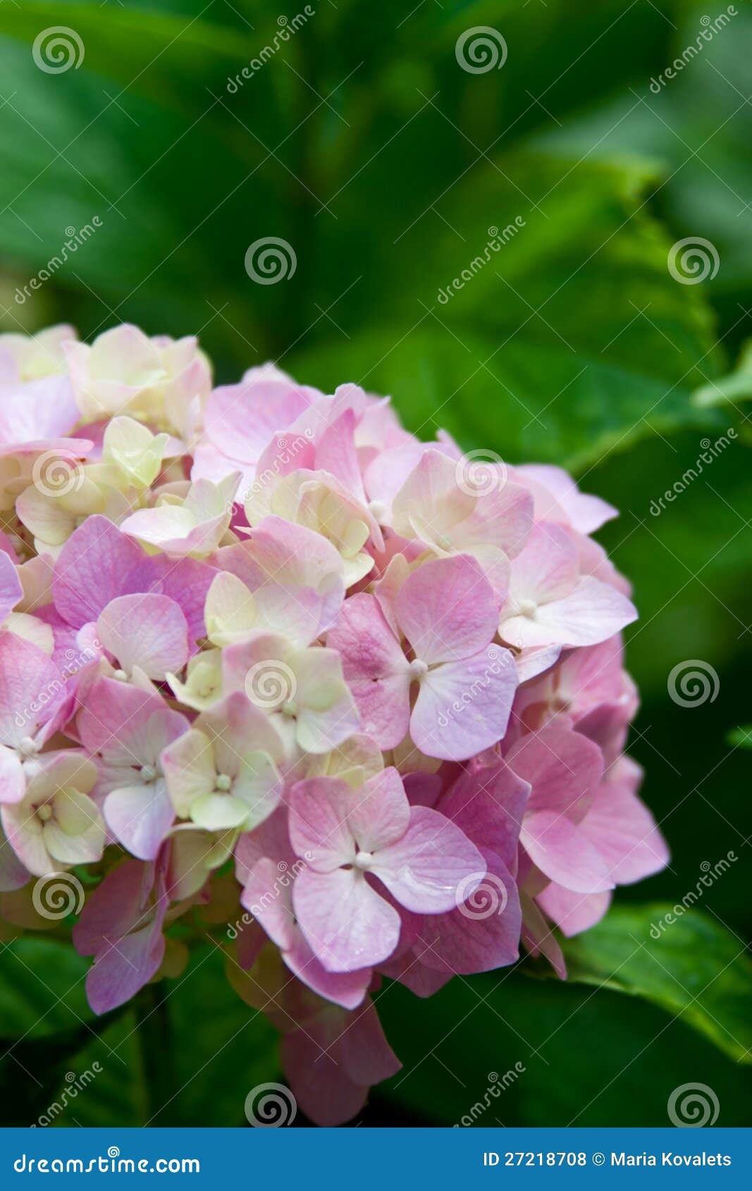 Hydrangea flower stock photo. Image of environment, hortense - 27218708