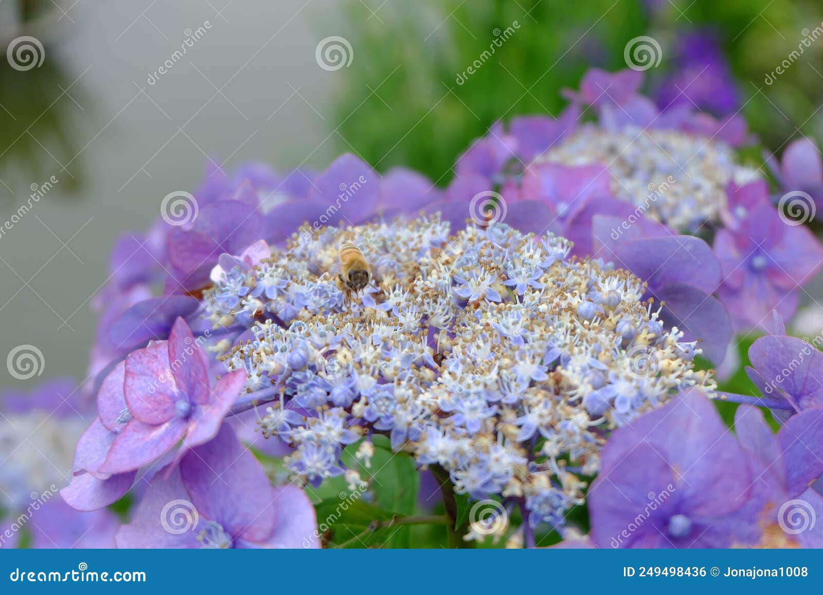 Hydrangea Flower with a Bee Stock Photo - Image of blossom, shrub ...