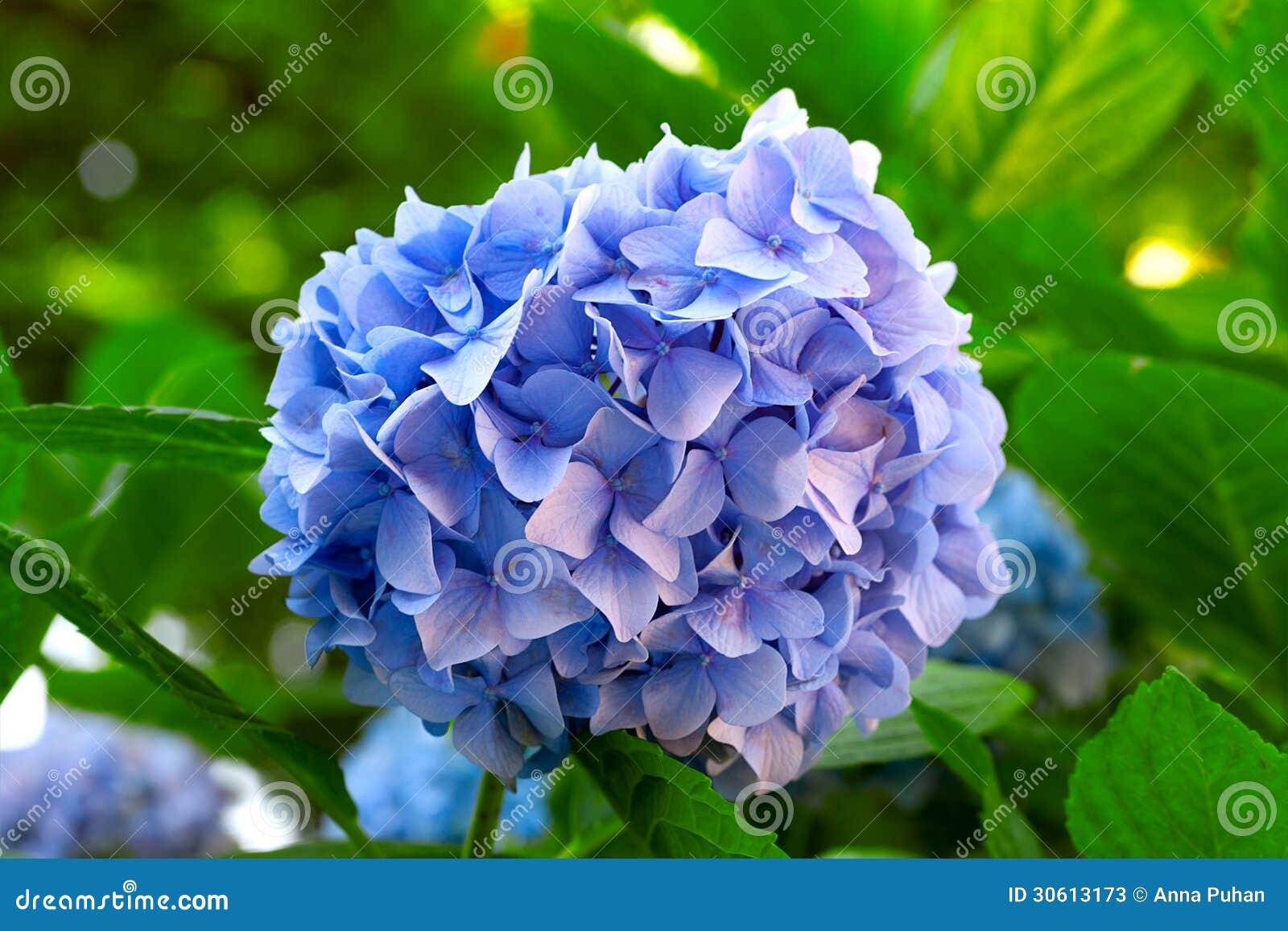 Hydrangea flower stock image. Image of park, background - 30613173
