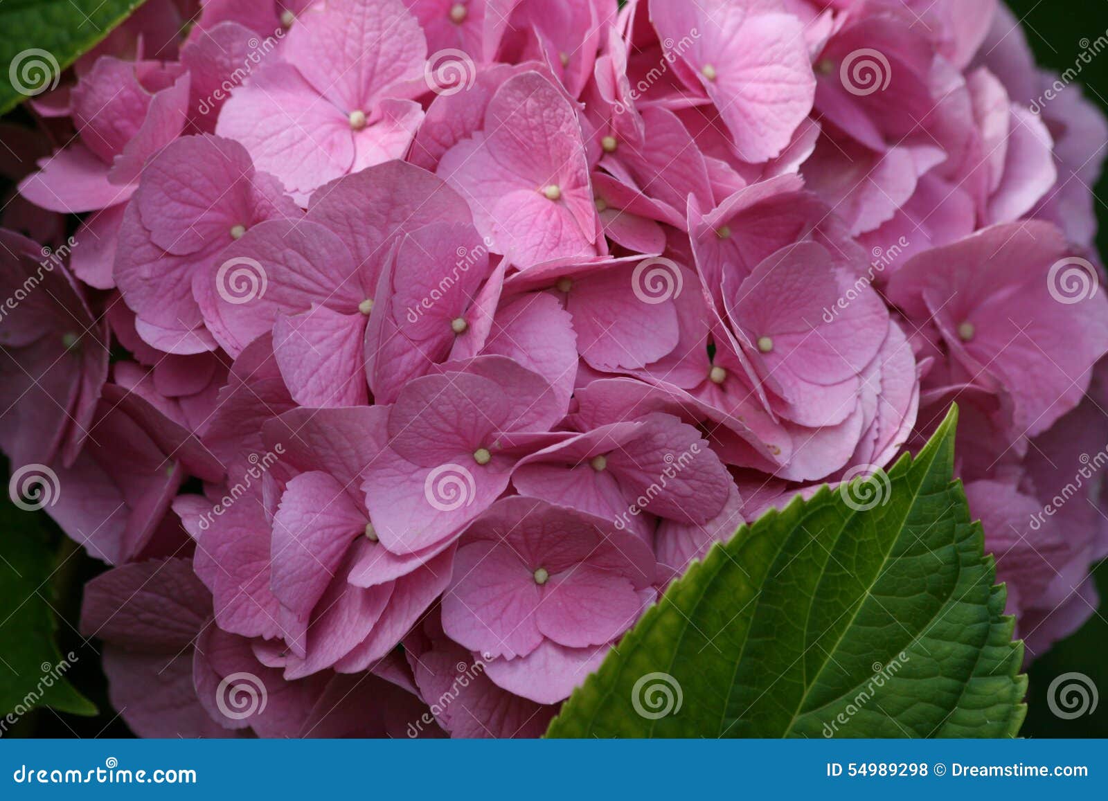 Hydrangea Flower stock photo. Image of beauty, hydrangea - 54989298