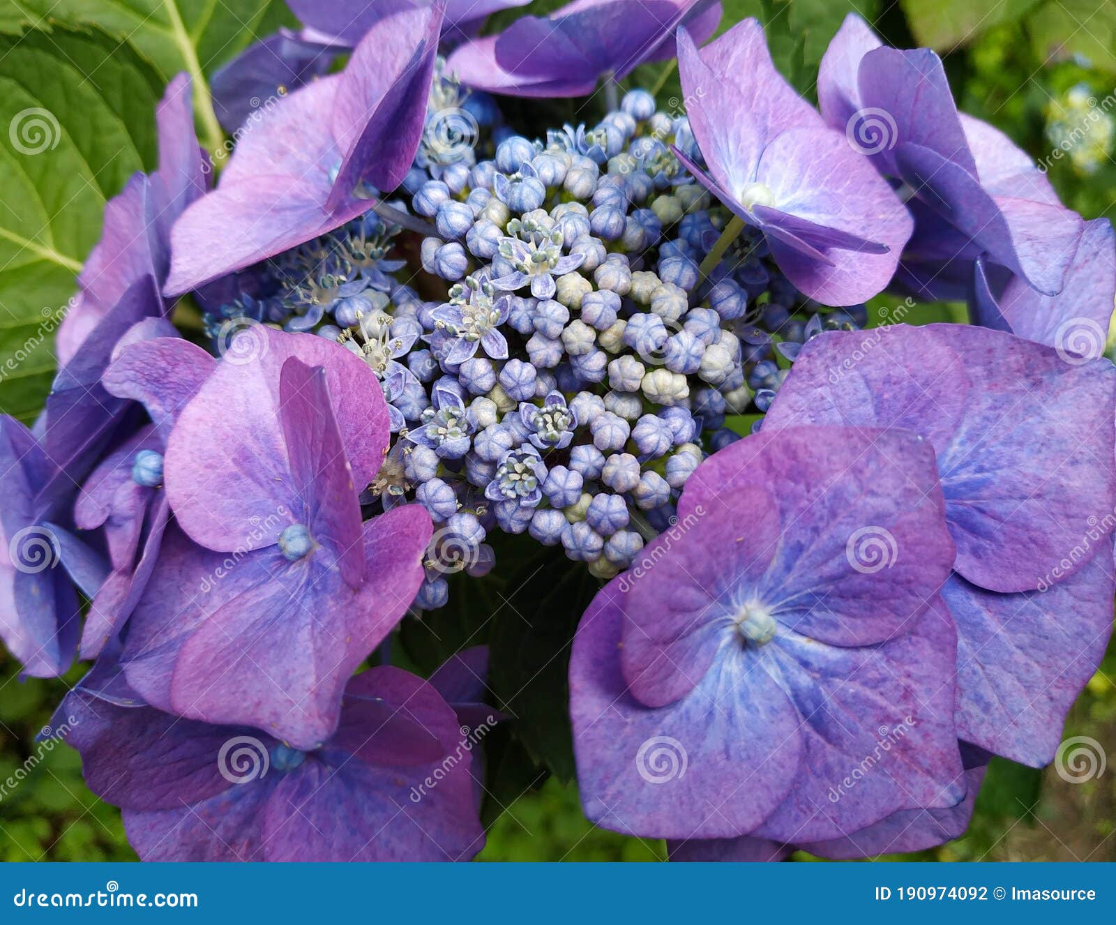 Violet Hydrangea Flower in Bloom Stock Photo - Image of close, flora ...