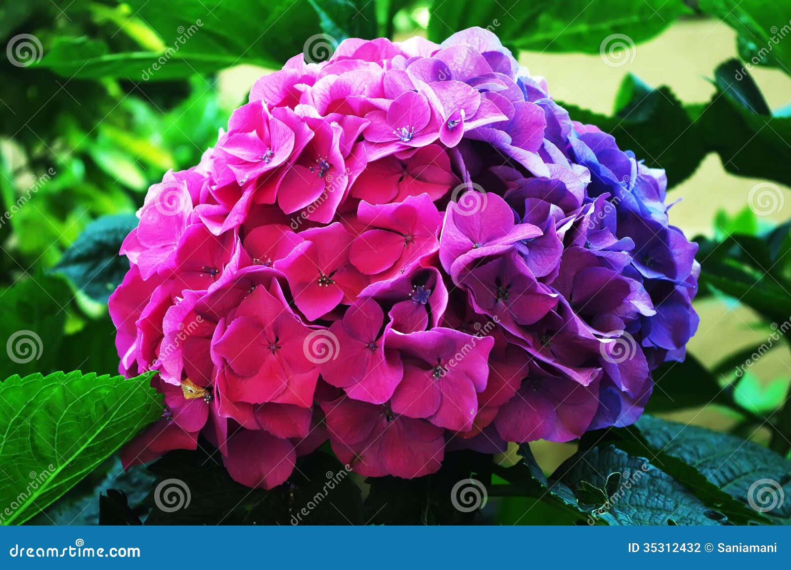 Hydrangea flower stock photo. Image of beauty, aromatic - 35312432