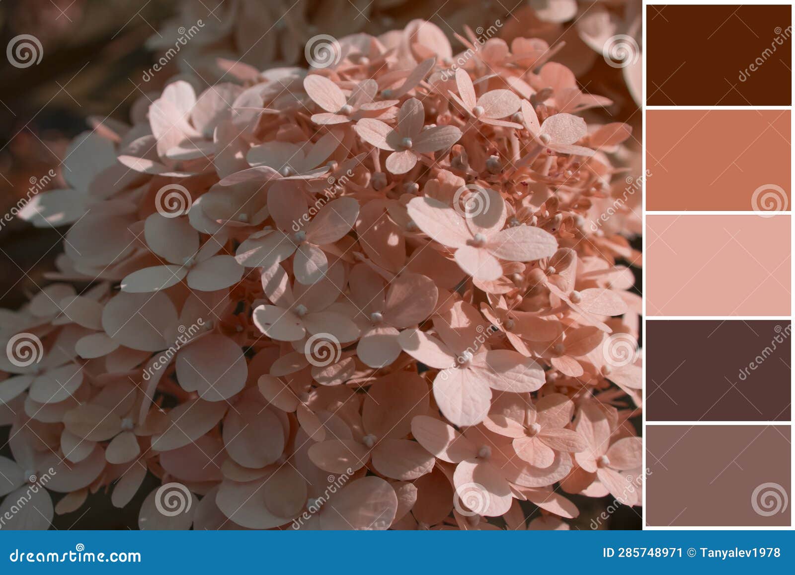 Hydrangea Flower, Color Palette Swatch Mix Paint Stock Image - Image of ...
