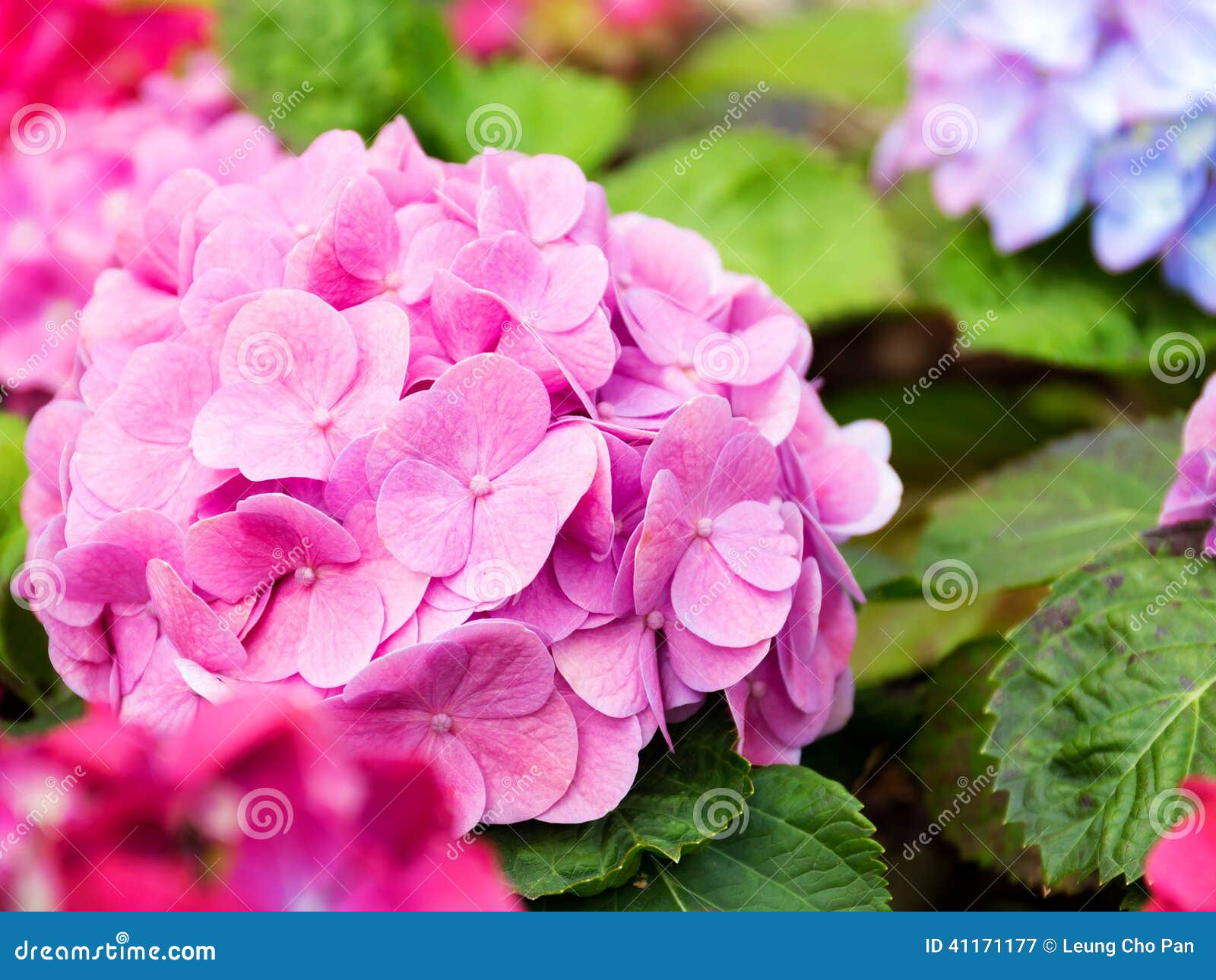 Hydrangea flower stock image. Image of pink, summer, blossom - 41171177