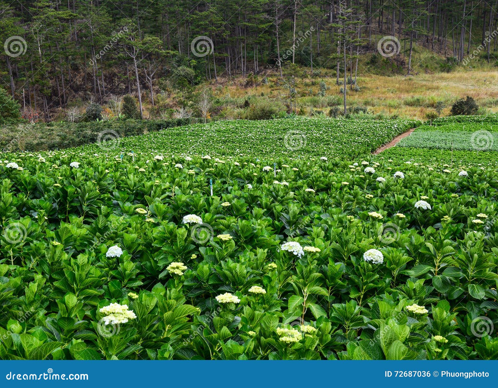 Hydrangea Flower Field in Dalat, Vietnam Stock Photo - Image of house ...