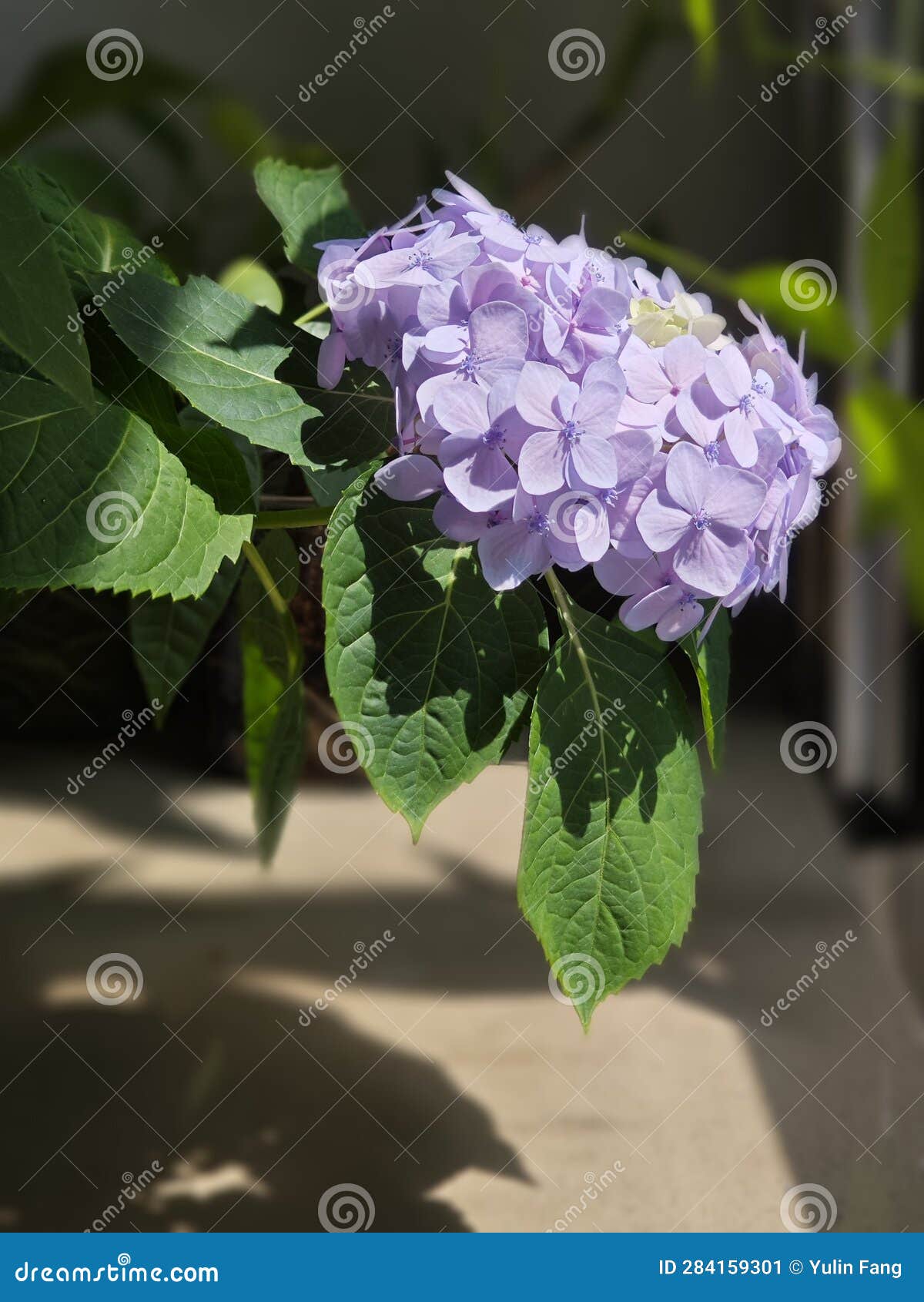 Hydrangea Flower in Full Blooming Stock Image - Image of pink, sunlight ...