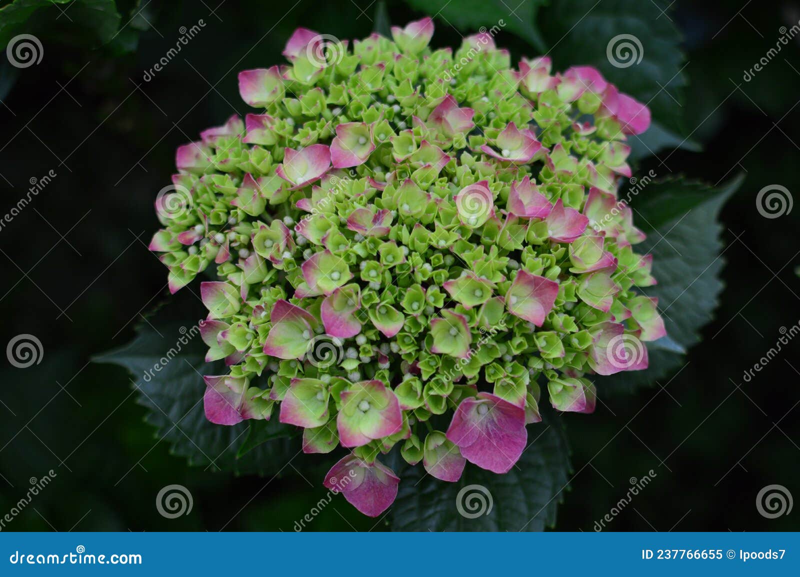 Hydrangea Flower Growing Process Stock Image - Image of nature, flora ...