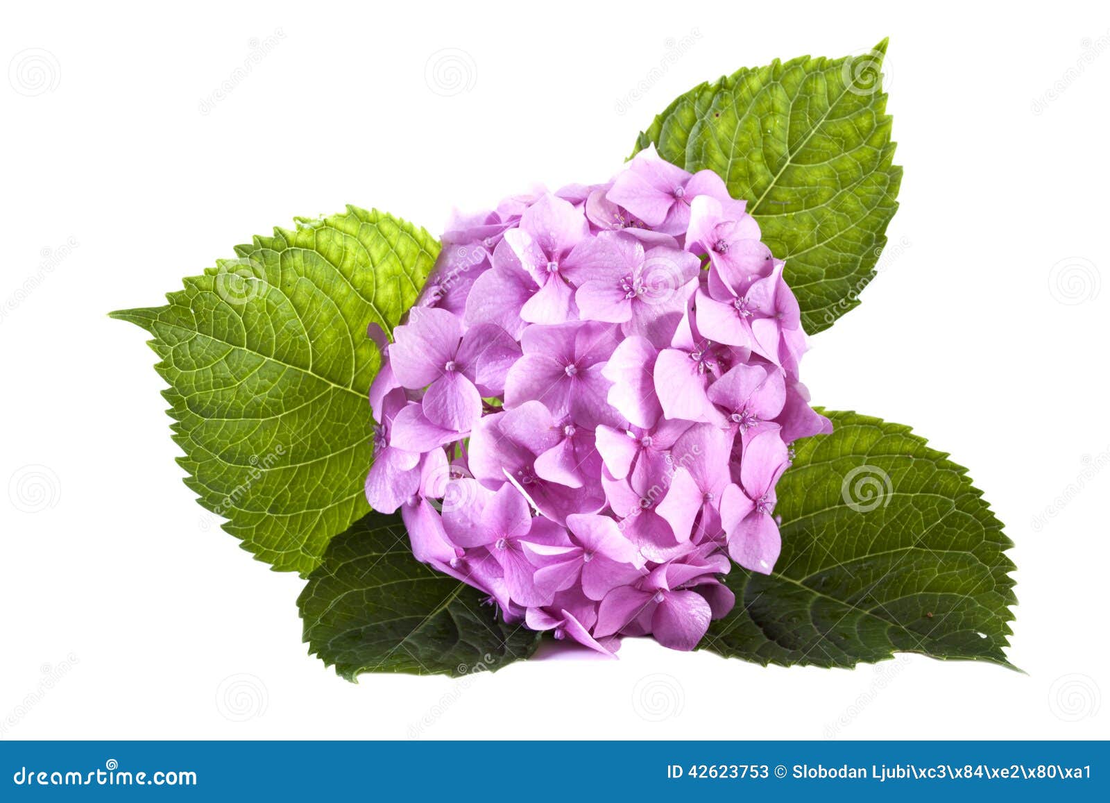 Hydrangea flower stock image. Image of design, fresh - 42623753