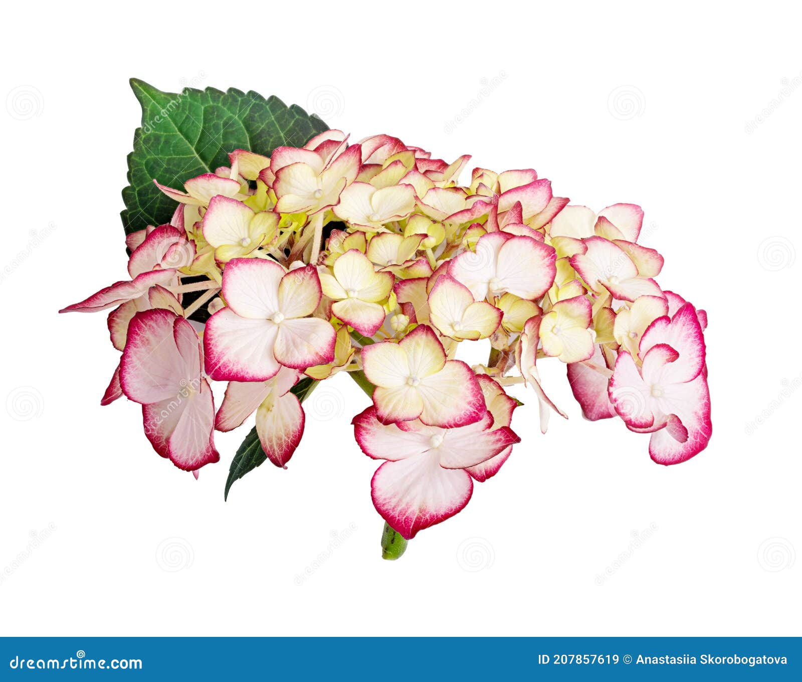 Hydrangea Flower Isolated on White Background Stock Image - Image of ...