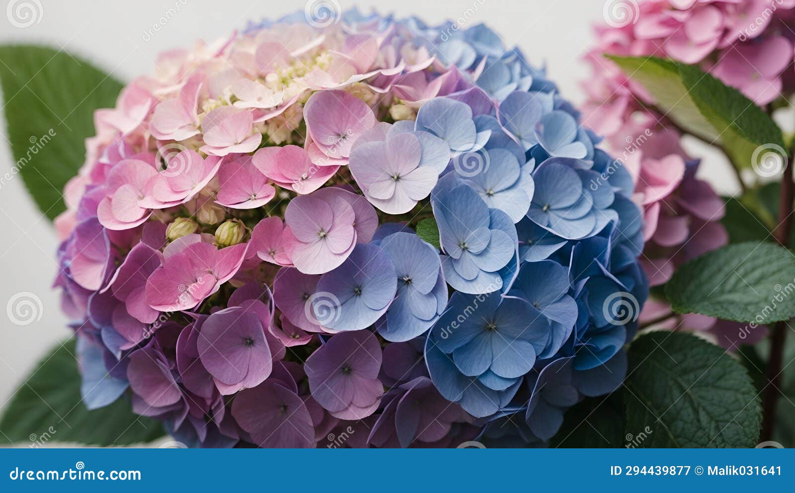 A Hydrangea Flower, with Its Compact Petals Forming a Stunning Sphere ...