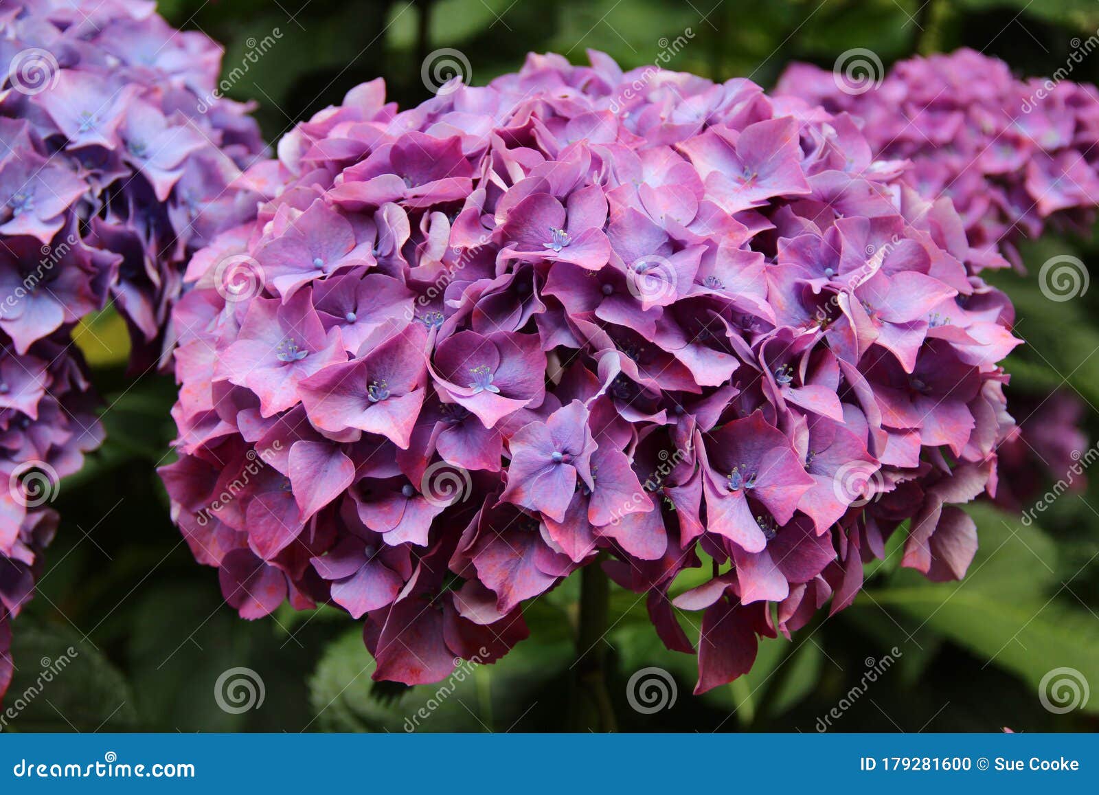 Hydrangea Flower in Macro stock photo. Image of garden - 179281600