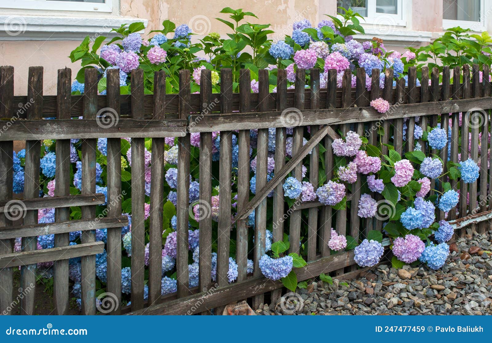 Hydrangea Flower Colorful Hydrangea, through a Fence in the Garden ...