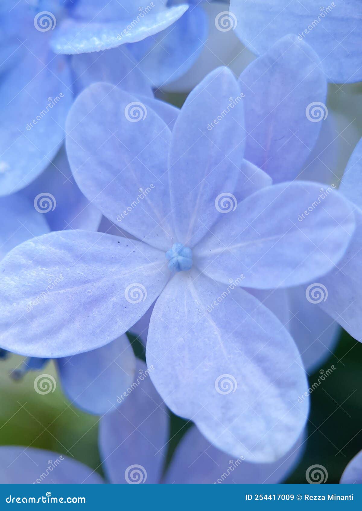 Hydrangea Flower Nectar Blue Color. Stock Image - Image of lilac, azure ...
