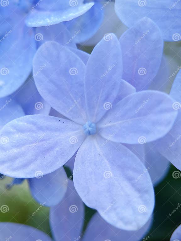Hydrangea Flower Nectar Blue Color. Stock Image - Image of lilac, azure ...
