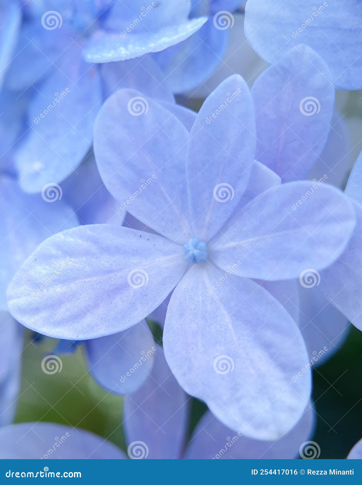 Hydrangea Flower Nectar Blue Color. Stock Photo - Image of wildflower ...