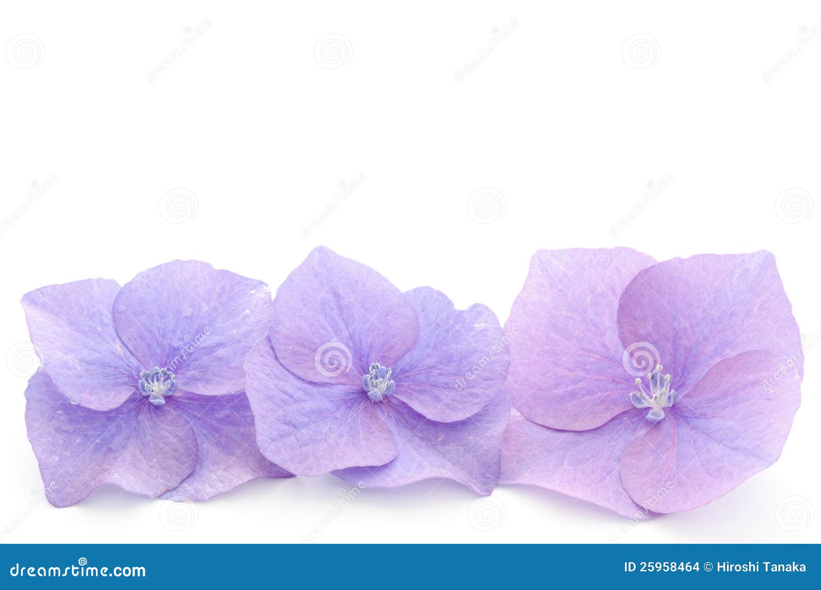 Hydrangea flower parts stock photo. Image of early, summer - 25958464