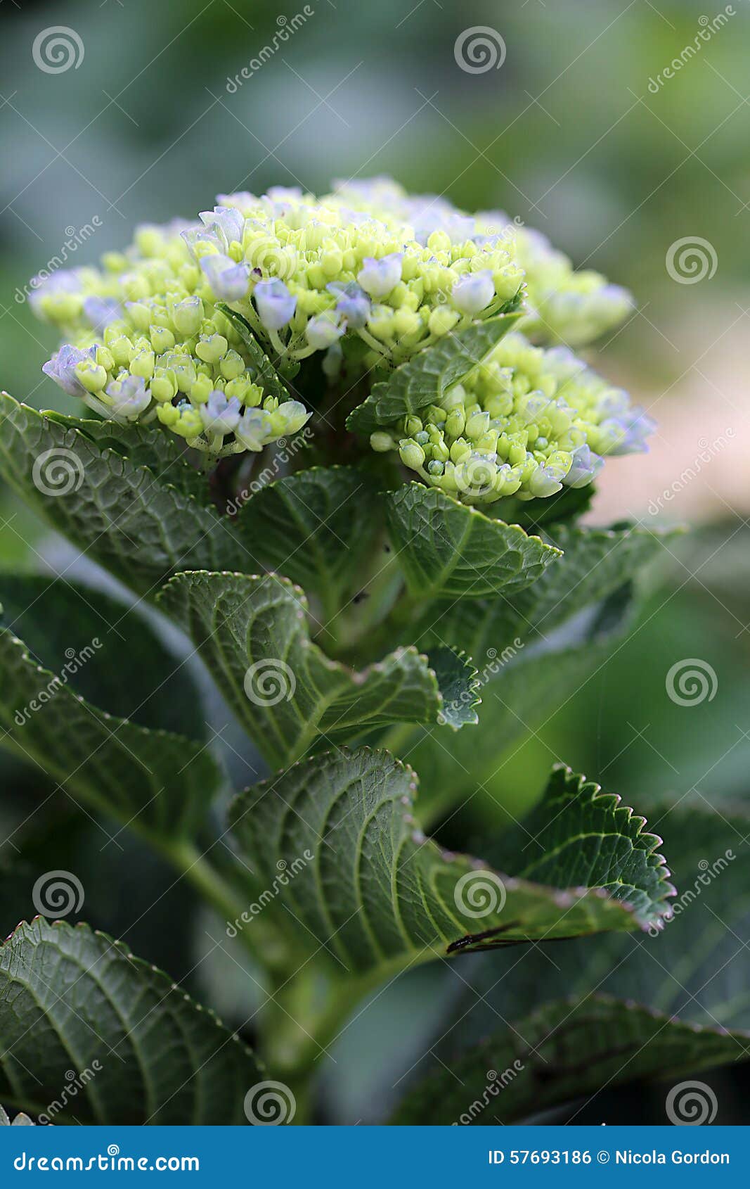 Hydrangea Flower stock photo. Image of flower, gardening - 57693186