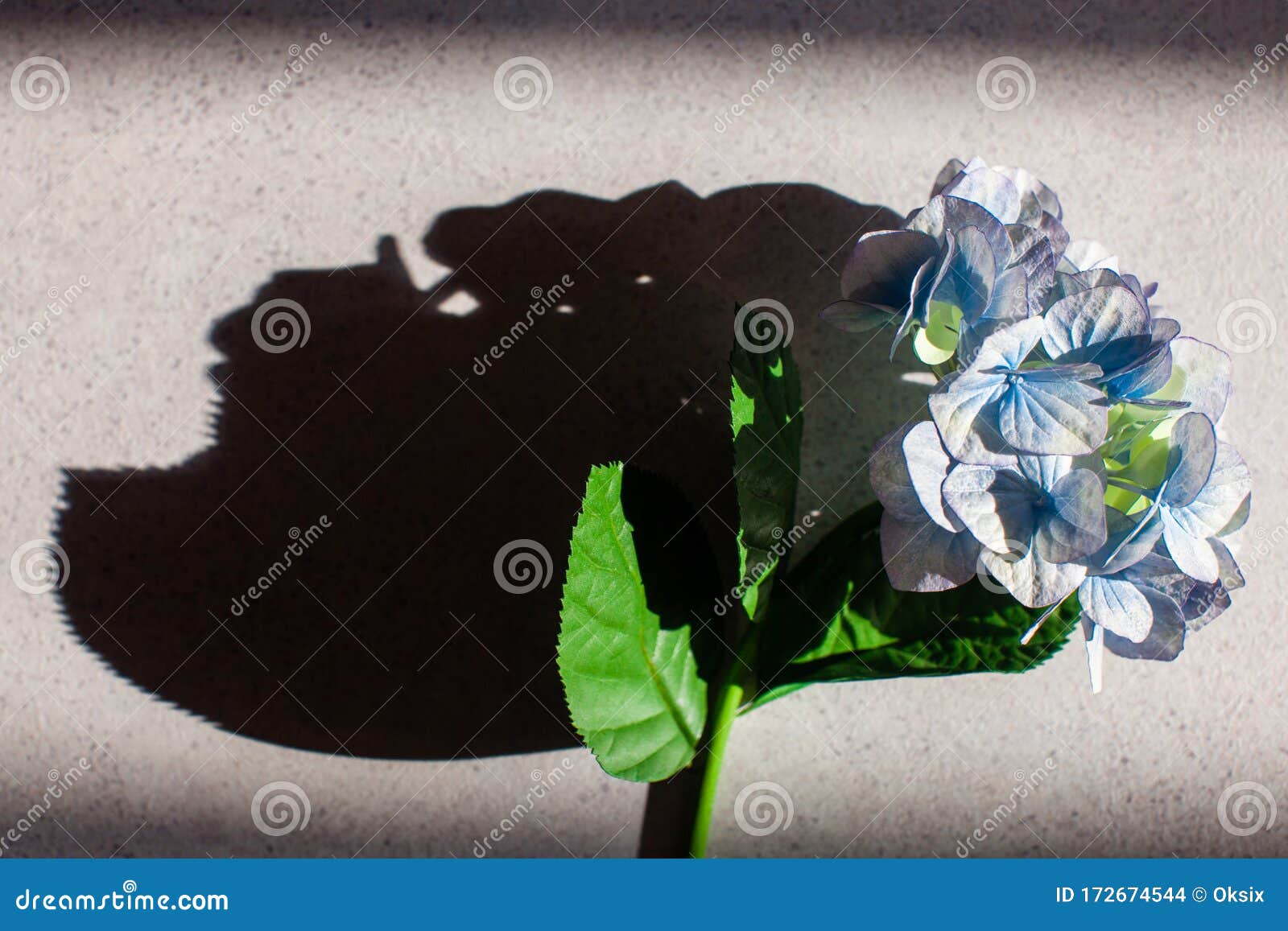 Hydrangea Flower Under the Sun and Skull Shadow Stock Photo - Image of ...