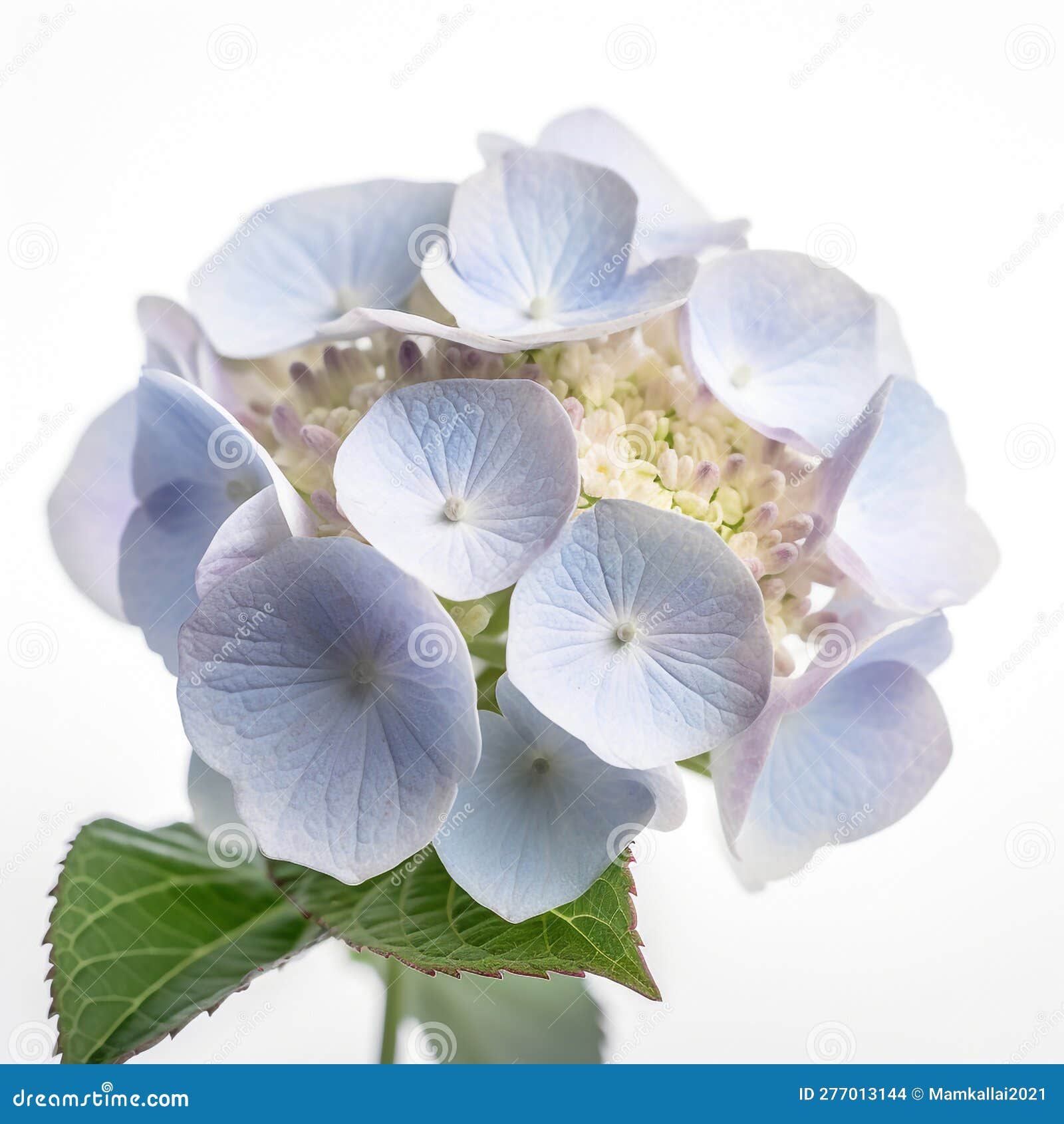 Hydrangea Flower on White Background Stock Illustration - Illustration ...