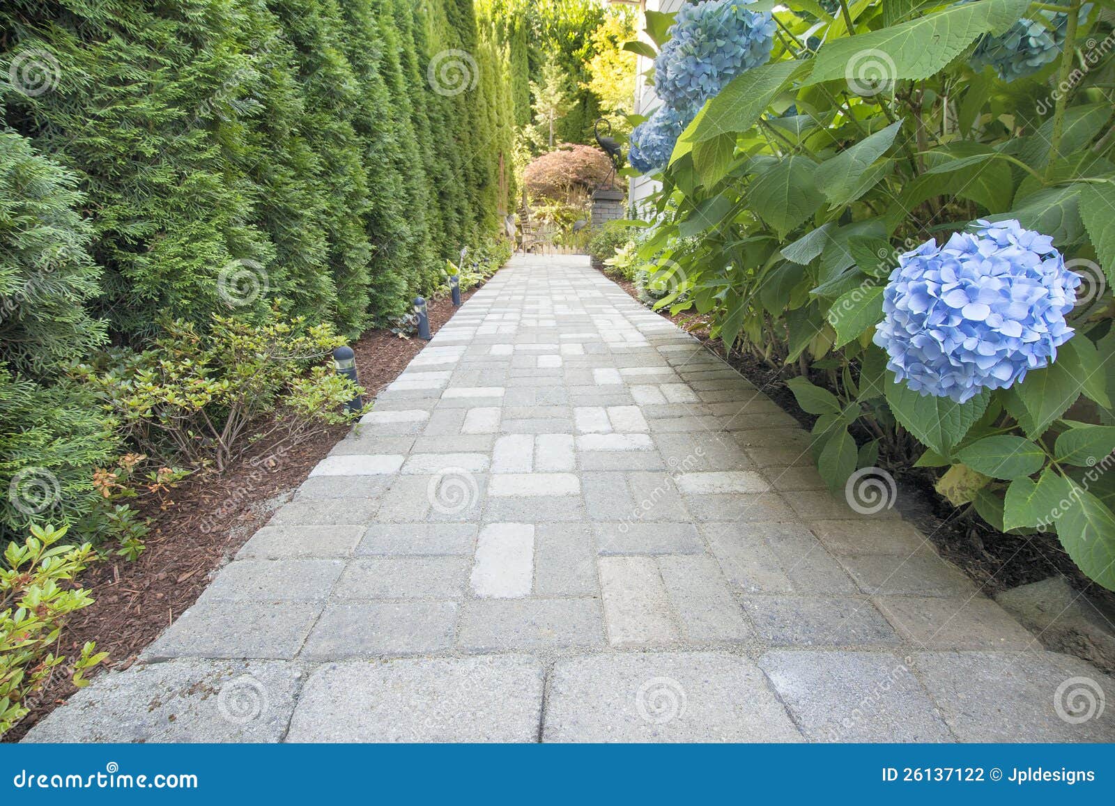 Hydrangea Flowers Along Paver Walkway Stock Photo - Image of border ...