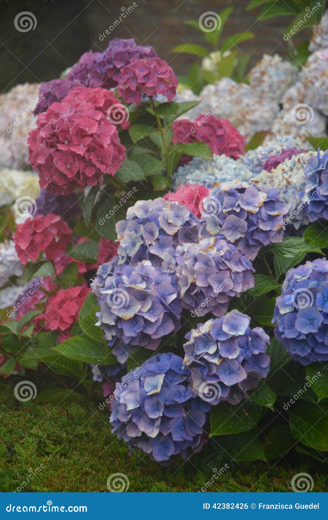 Hydrangea Flowers stock photo. Image of flora, closeup - 42382426