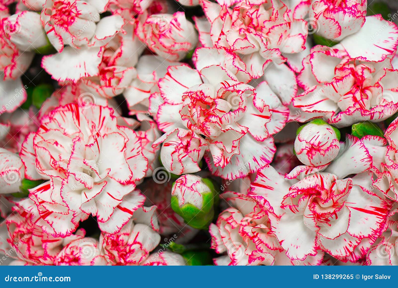 Hydrangea Flowers with Beautiful Pink Edges on the Petals As a ...
