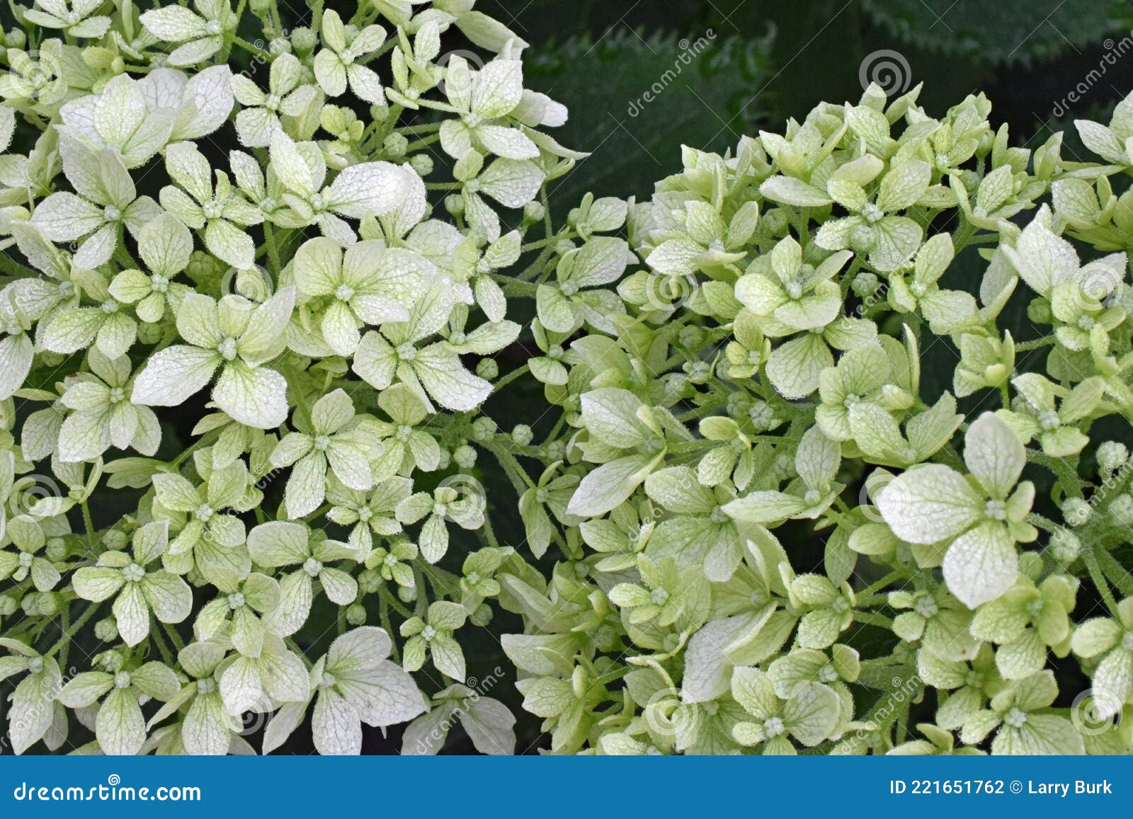 Hydrangea flowers in bloom stock photo. Image of plant - 221651762