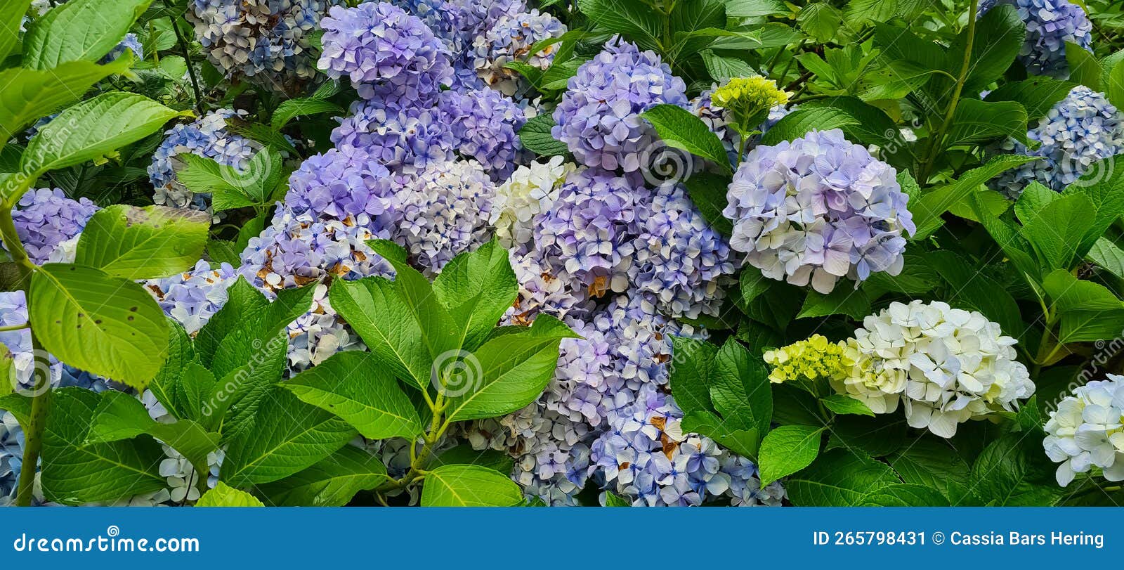 Hydrangea Flowers in Bloom. Stock Image - Image of botany, beautiful ...