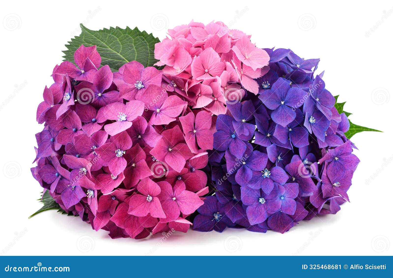 Hydrangea flowers bunch stock image. Image of hydrangea - 325468681