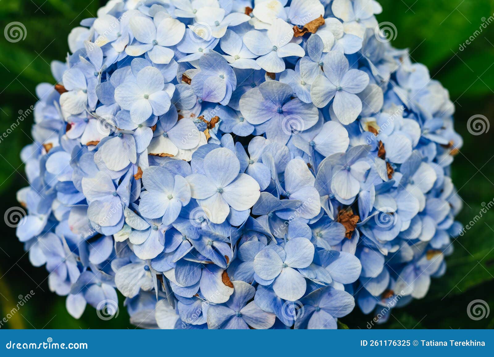 Hydrangea Flowers in the City of Da Lat in Vietnam Stock Image - Image ...
