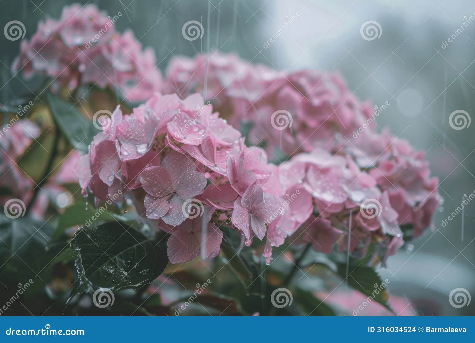 Hydrangea Flowers with Dew. Hortensia Battered by Small Rainfall Stock ...