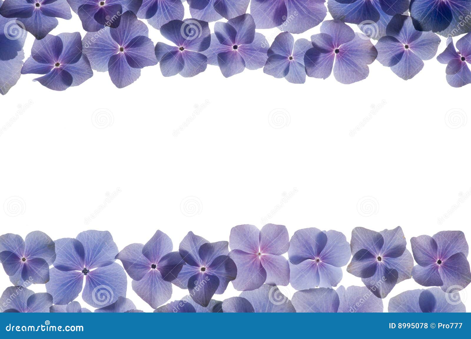 Hydrangea flowers frame stock photo. Image of blue, design - 8995078