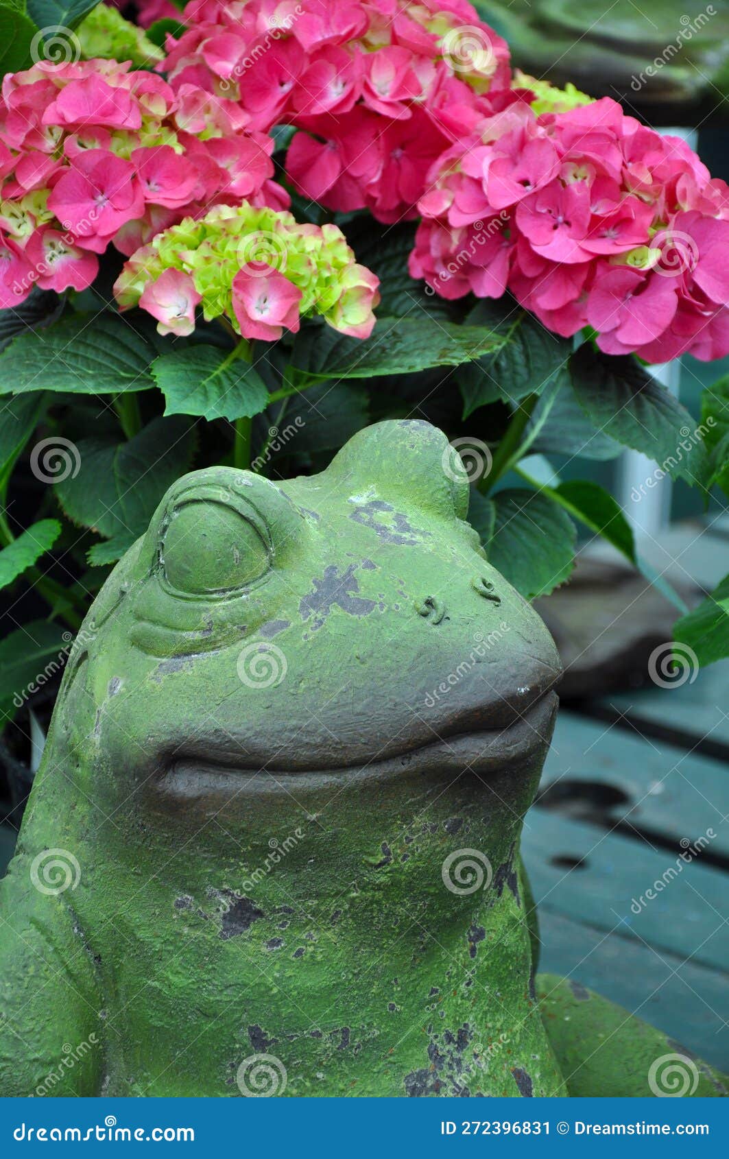 Hydrangea flowers and frog stock image. Image of flowerpot - 272396831
