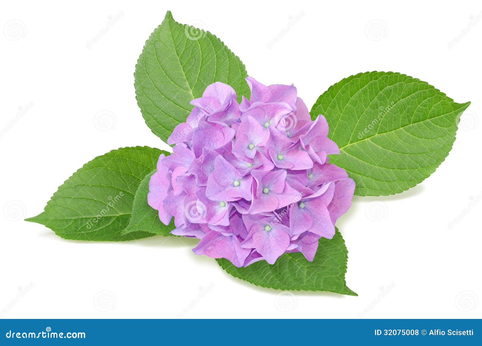 Hydrangea stock photo. Image of hortensia, plant, nature - 32075008