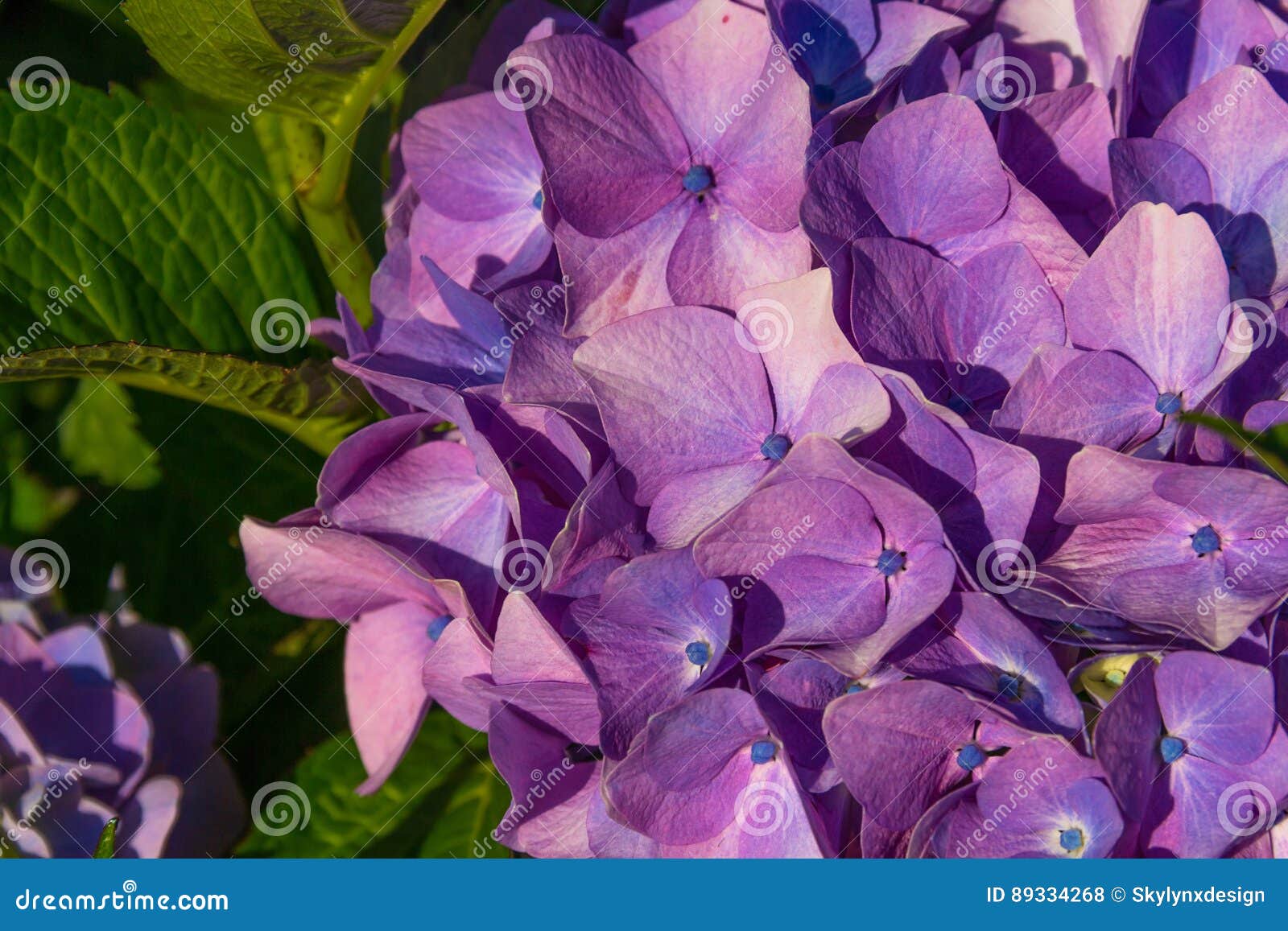 Hydrangea flowers macro stock photo. Image of botany - 89334268