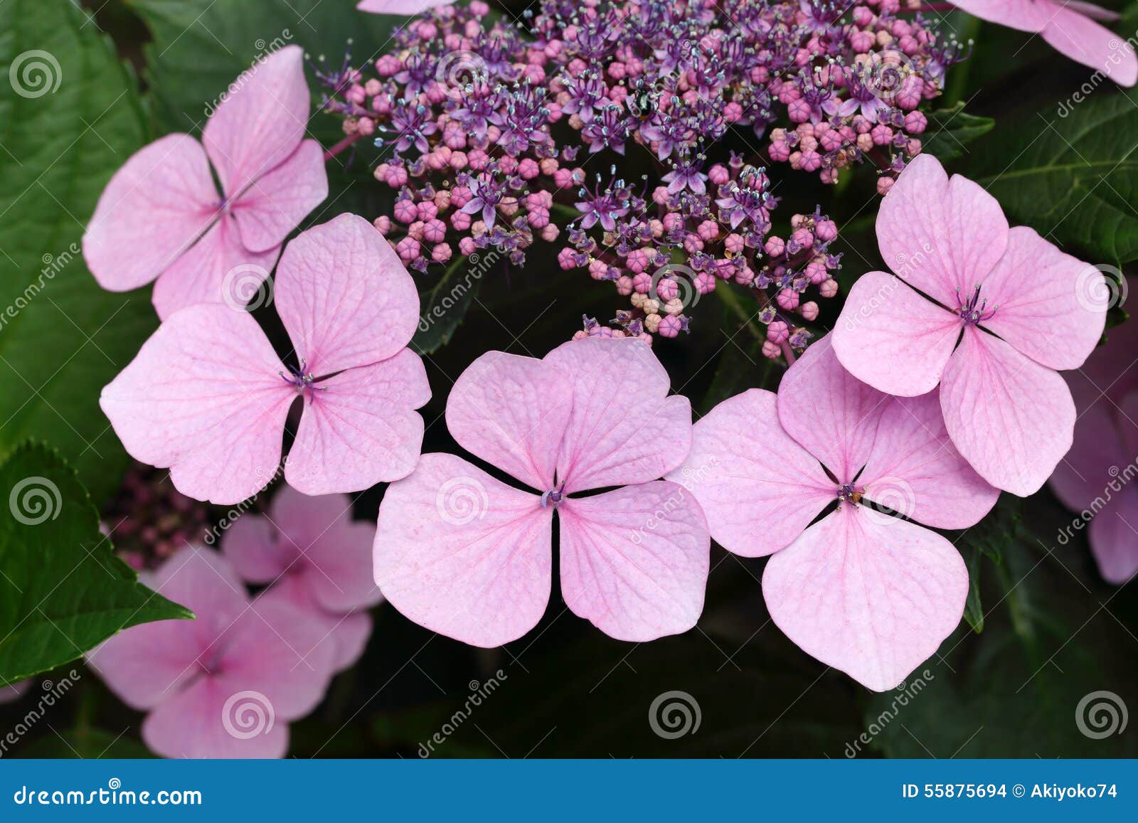 Phylla Flowers Stock Photos - Free & Royalty-Free Stock Photos from ...