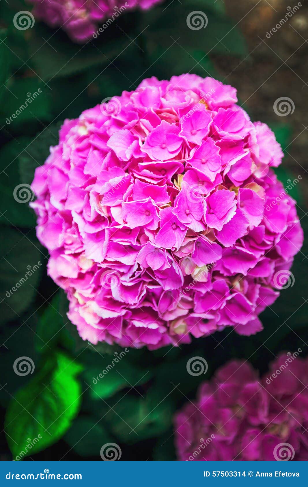 Hydrangea flowers stock photo. Image of growth, aroma - 57503314