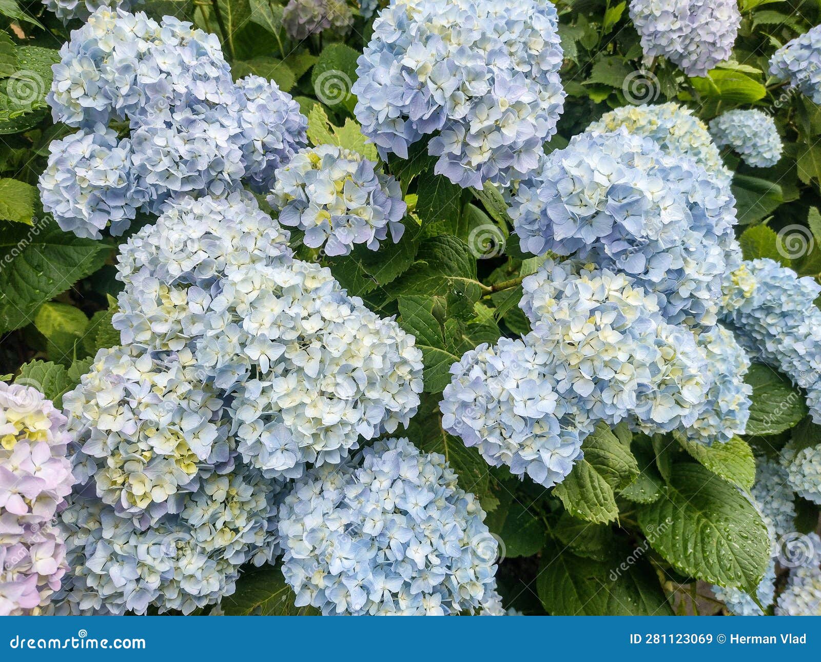 Hydrangea Flowers in Romania. Hydrangea Macrophylla Stock Image - Image ...