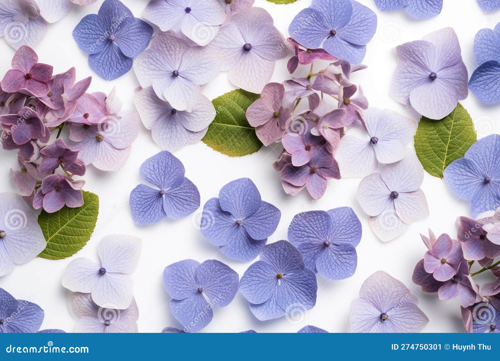 Hydrangea Flowers Seamless White Background, Top-down View Stock ...