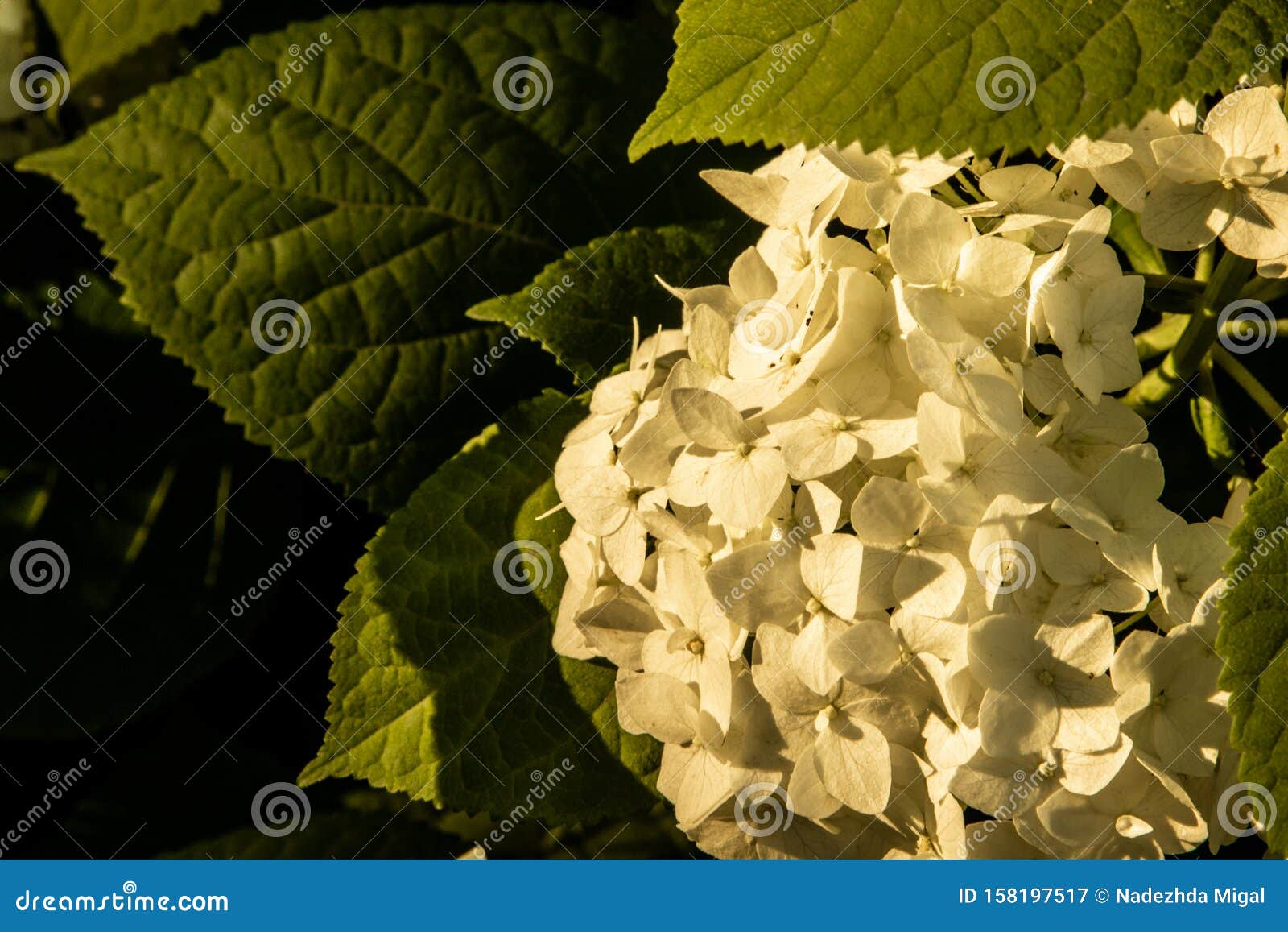 Hydrangea Flowers in the Sunset Light of the Sun. Stock Image - Image ...