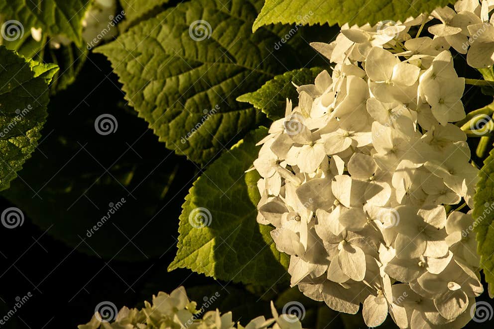 Hydrangea Flowers in the Sunset Light of the Sun. Stock Photo - Image ...
