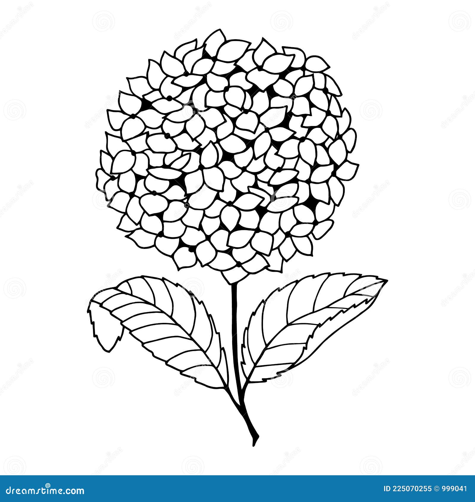 Hydrangea Flowers. Vector Stock Illustration Eps10. Hand Drawing ...